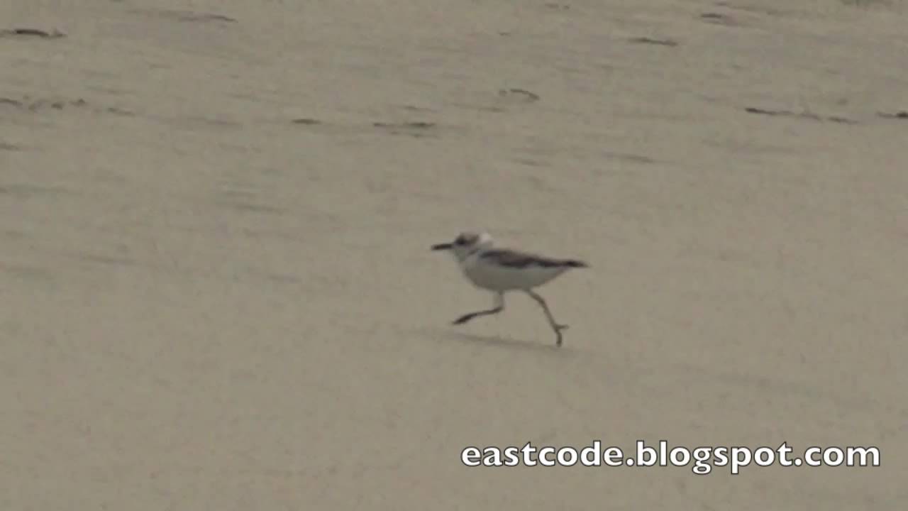 fast runner bird Lang Co Beach - YouTube