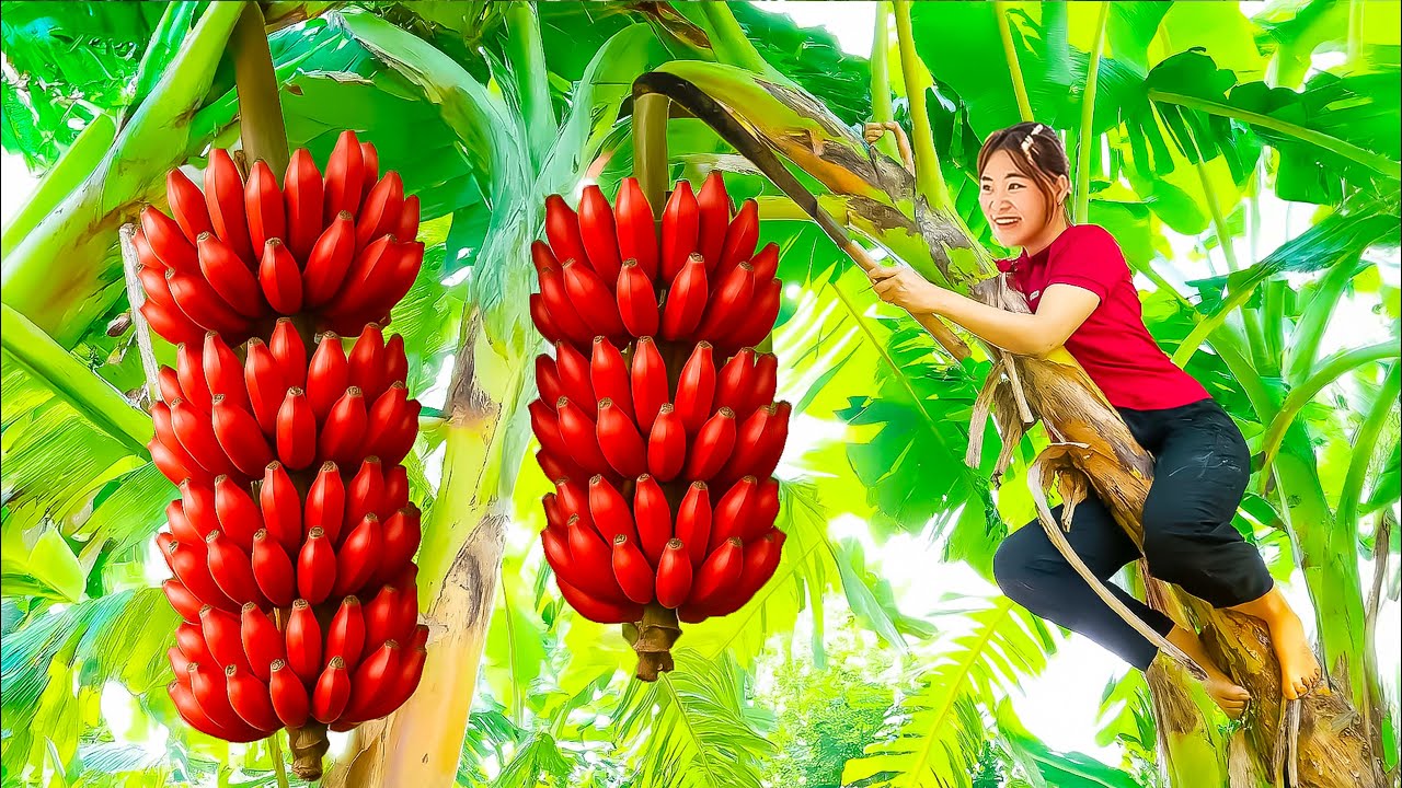 Harvesting Tons of Rare Red Bananas to Sell at Market | Cook Crispy ...