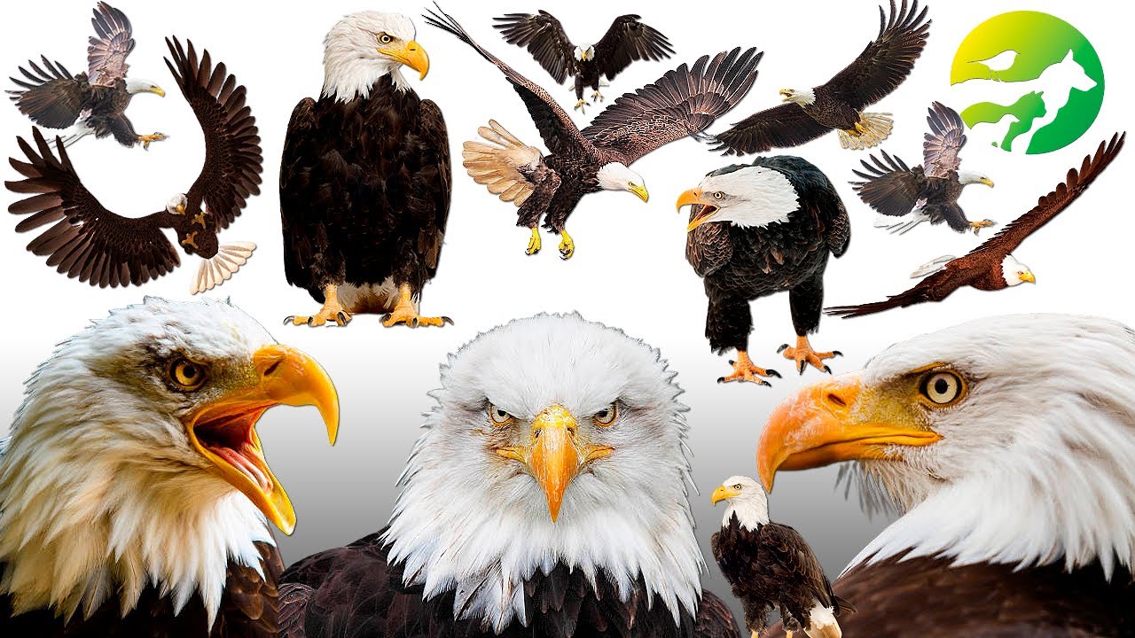 Learn The Bald Eagle Classification ( Animal Sound )- Characteristics ...