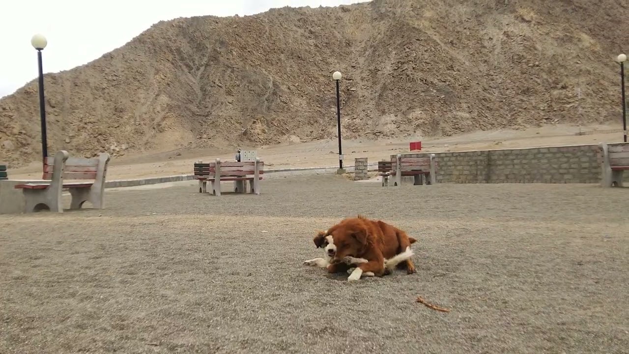 Dog & Ladakh - YouTube