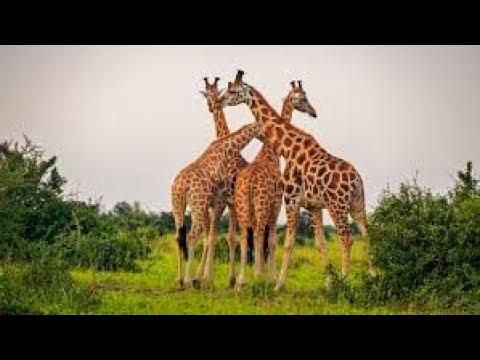 Enter the Savage Kingdom: Ultimate Predators | Watch Now on Nat Geo WILD