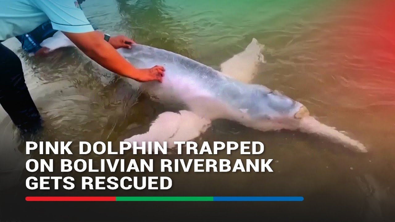 Pink dolphin trapped on Bolivian riverbank gets rescued | ABS-CBN News ...