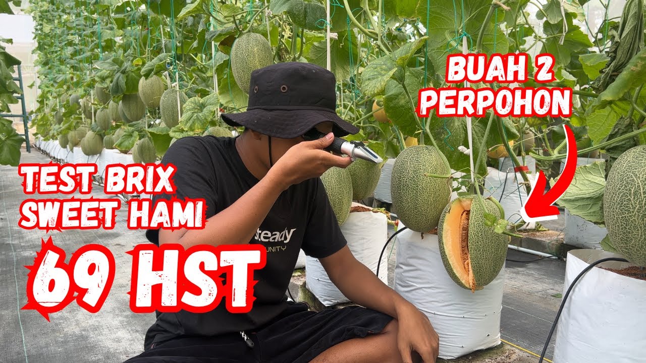 Melon Sweet Hami dibuahkan 2 test brix kemanisan - YouTube