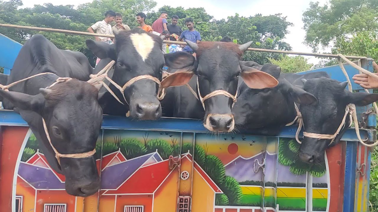 cow unloading | cow videos | caw | cow ki video | big cow farm | cow ...