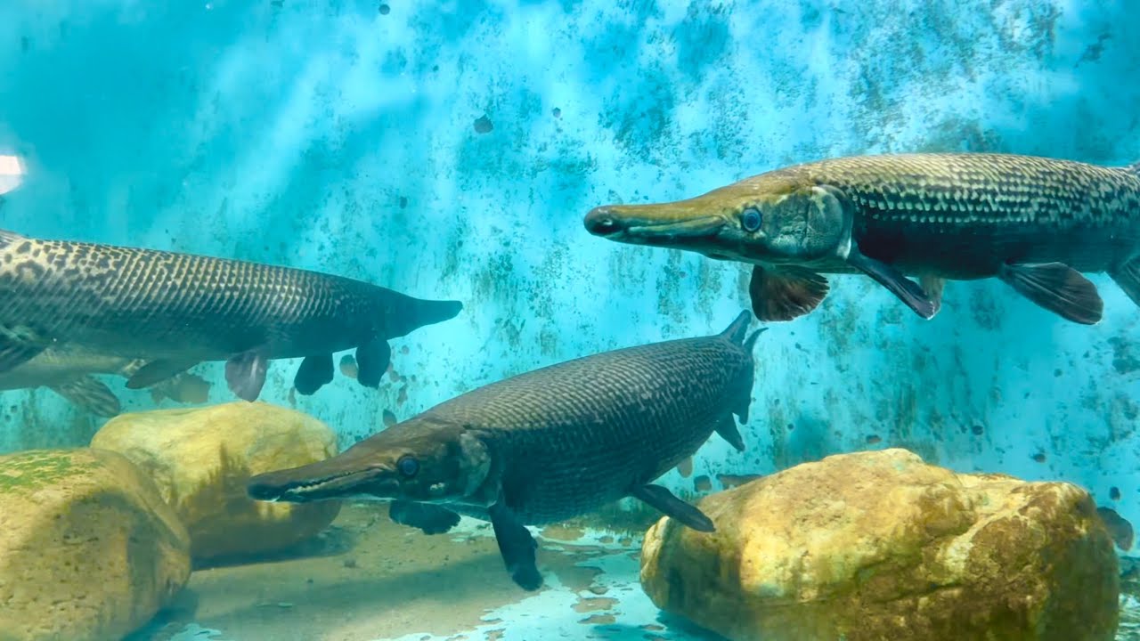 Alligator gar big fish tank | Monster fish tank - YouTube