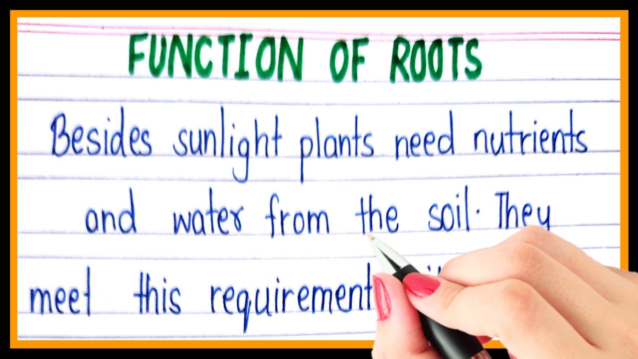 What Are Function Of Roots Definition Of Function Of Roots YouTube What Are Function Of Roots Definition Of Function Of Roots YouTube
