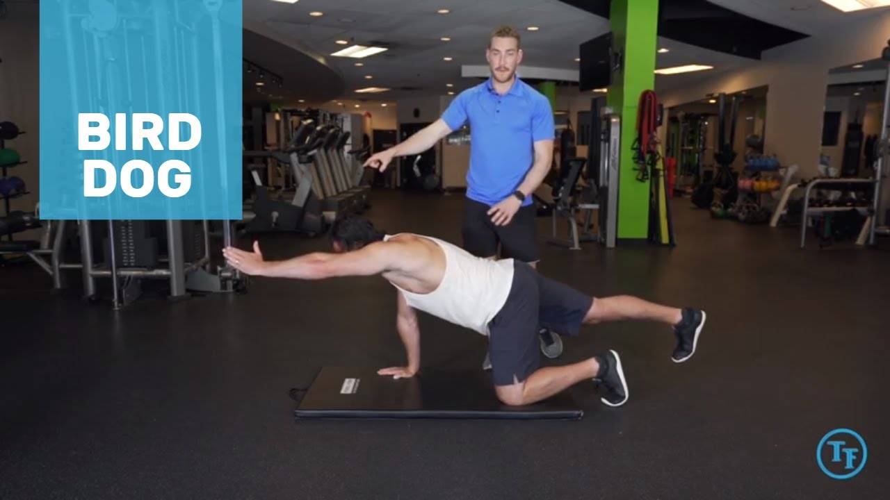 How to do a Bird Dog - YouTube