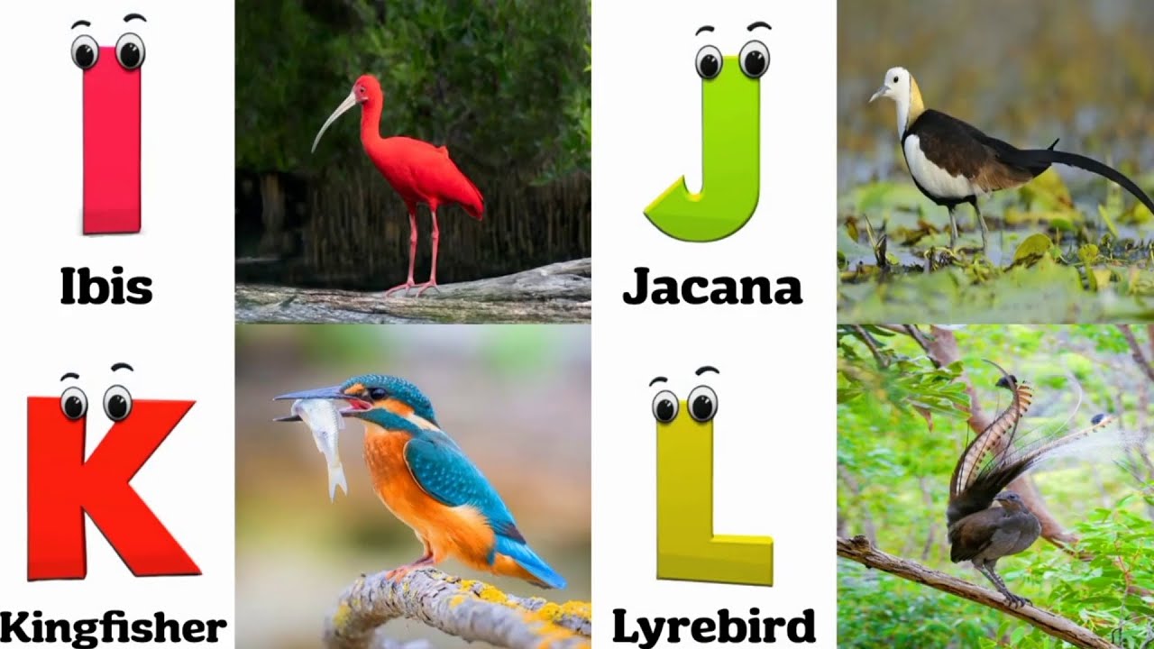 Birds Alphabet Song for Kids | Birds ABC Song | Phonics for Kids ...