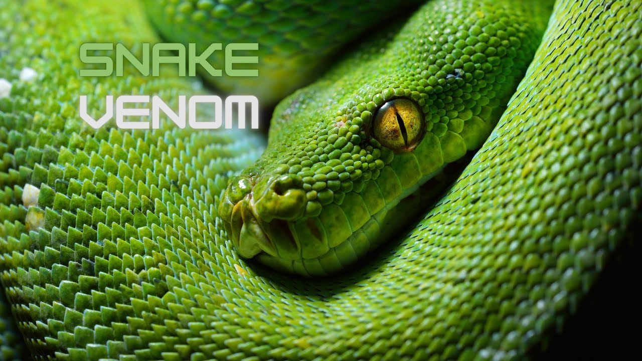 Snake Venom: What It Does and How It Works! - YouTube