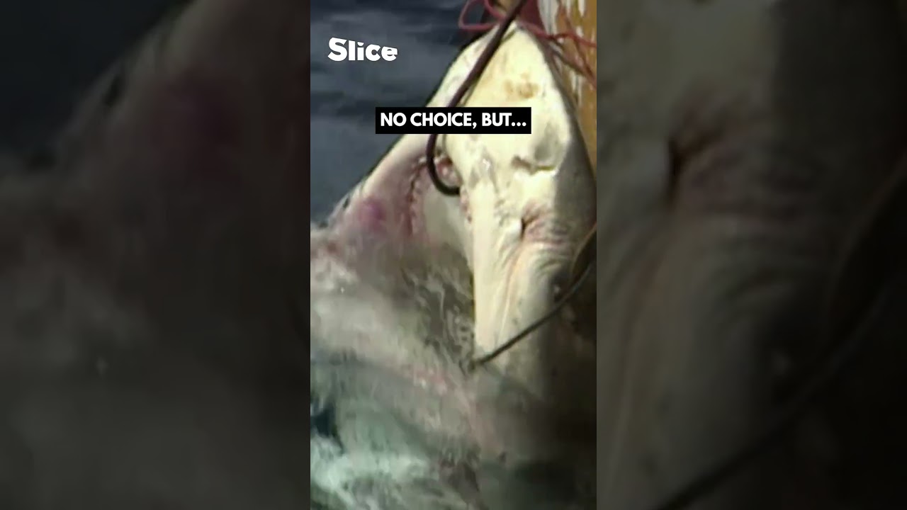 Shark fishing of the Java Sea 🦈 | SLICE - Fishing