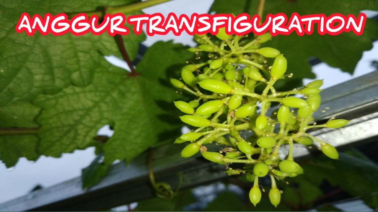Anggur transfiguration paling pigor dan genjah || review tanaman anggur ...