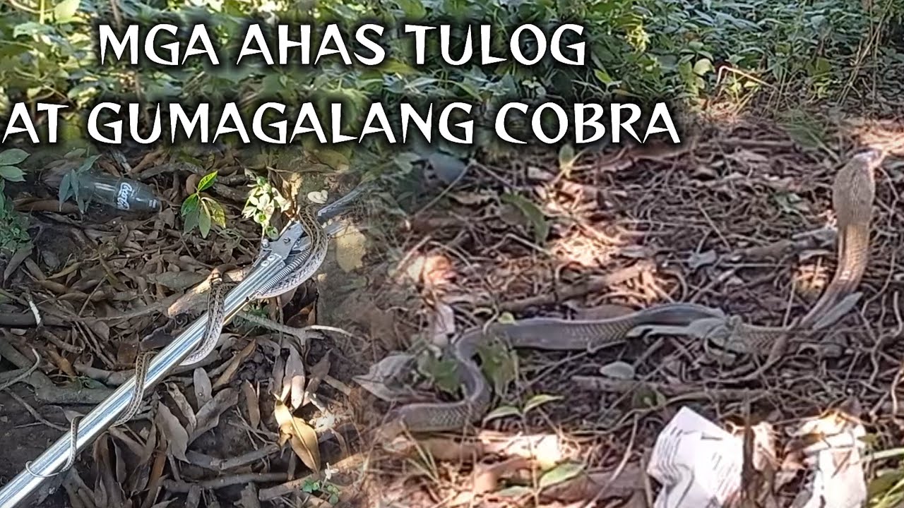 Mga ahas tulog at gumagalang cobra sa Pangasinan | JTG Kamandag - YouTube