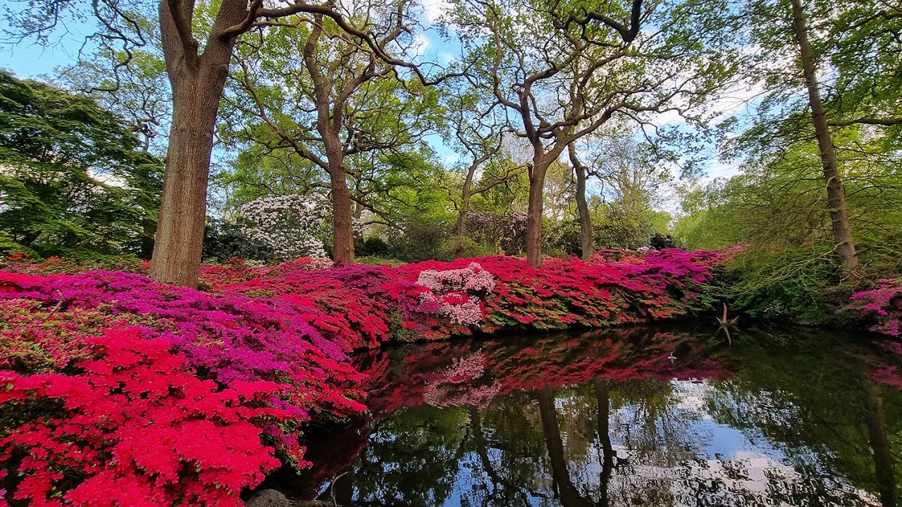 Isabella Plantation, Richmond Park, Azaleas, Rhododendrons, 4K - YouTube
