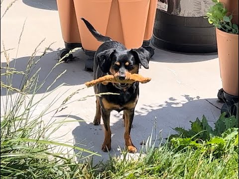 Stella the pup - Playing with a stick - 15 June 2023 - - YouTube