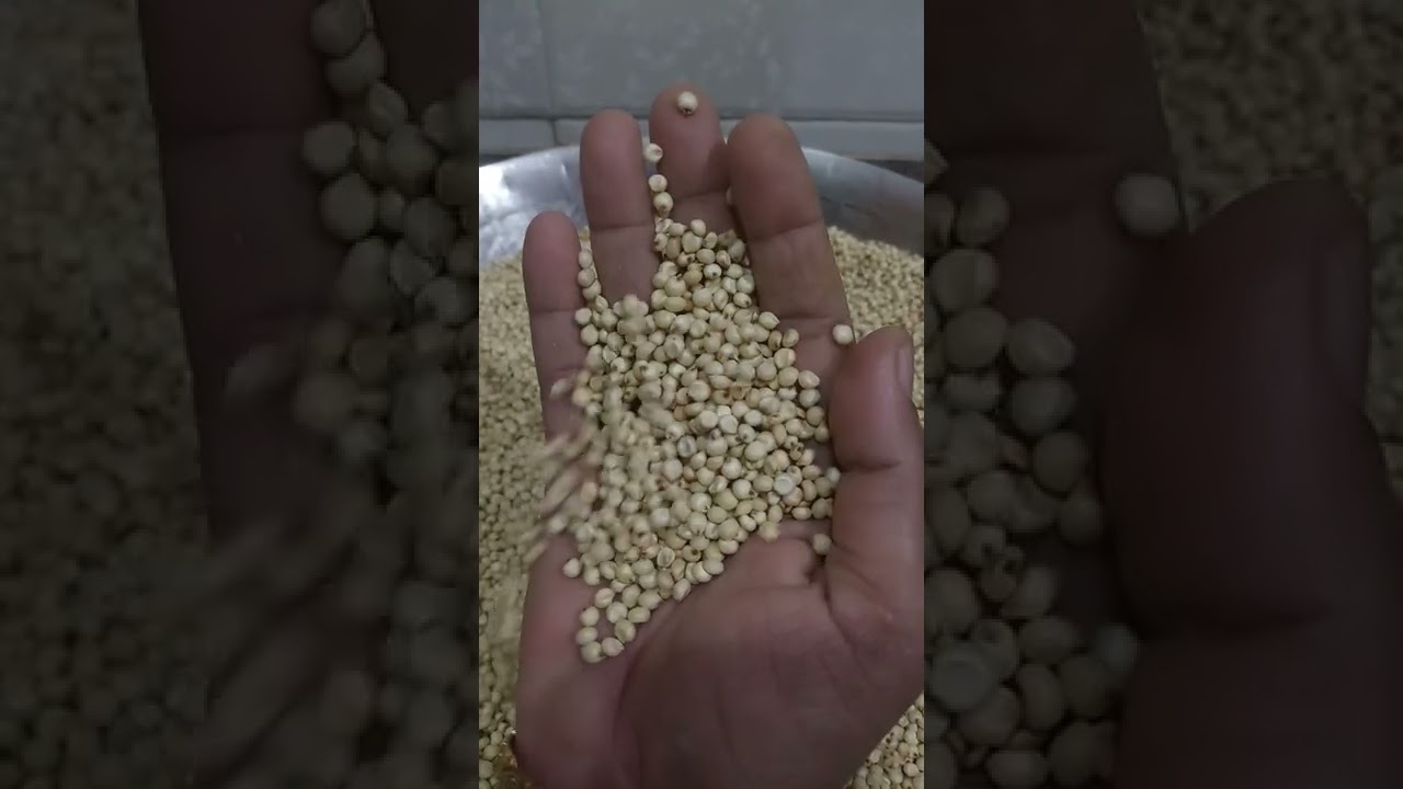 Jawari(जवारी)||Sorghum Seeds|| #Jawari #sorghumseeds#farhanacooking ...