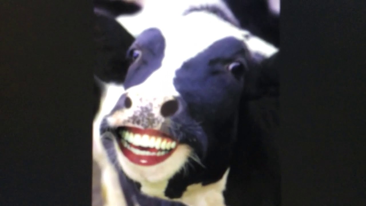 MOOOOOOO- - YouTube