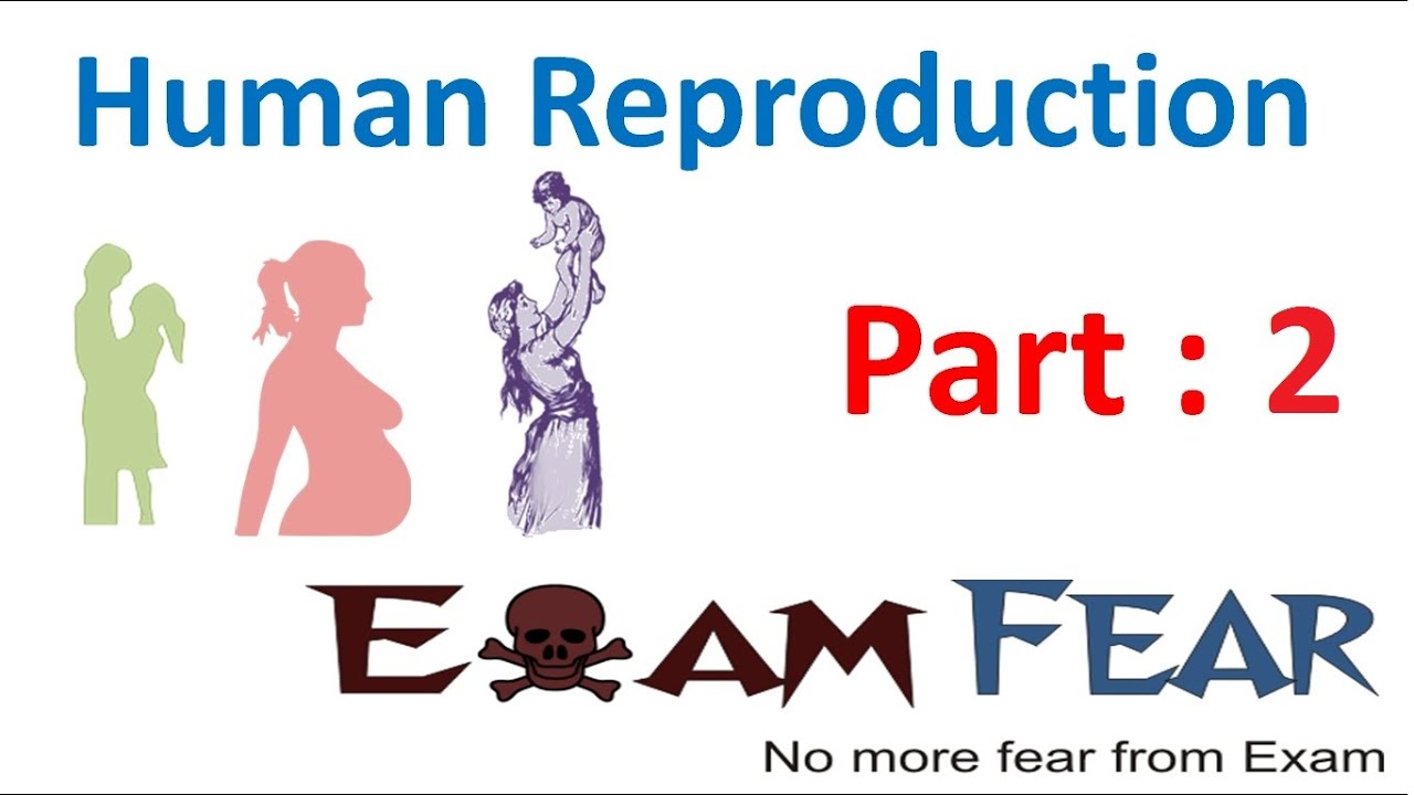Biology Human Reproduction part 2 (Male Reproductive System) class 12 ...