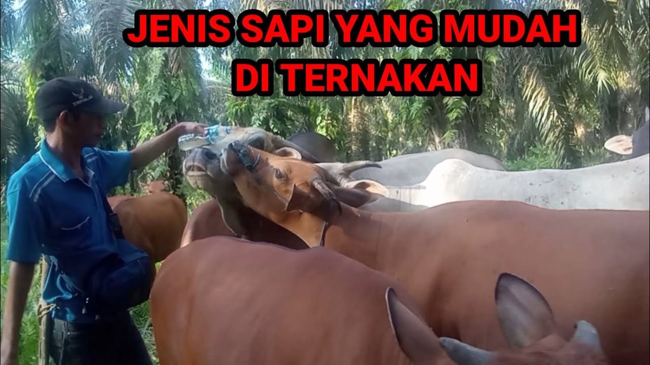 JENIS SAPI YANG MUDAH DI PELIHARA DENGAN SISTIM DI GEMBALAKAN - YouTube