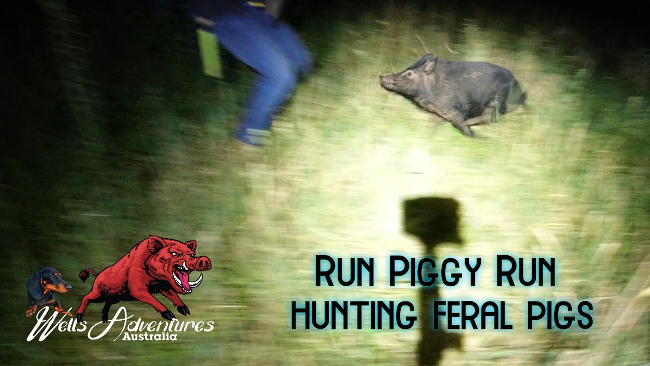 "Tracking and Taking Down Feral Pigs with Dogs in New South Wales ...