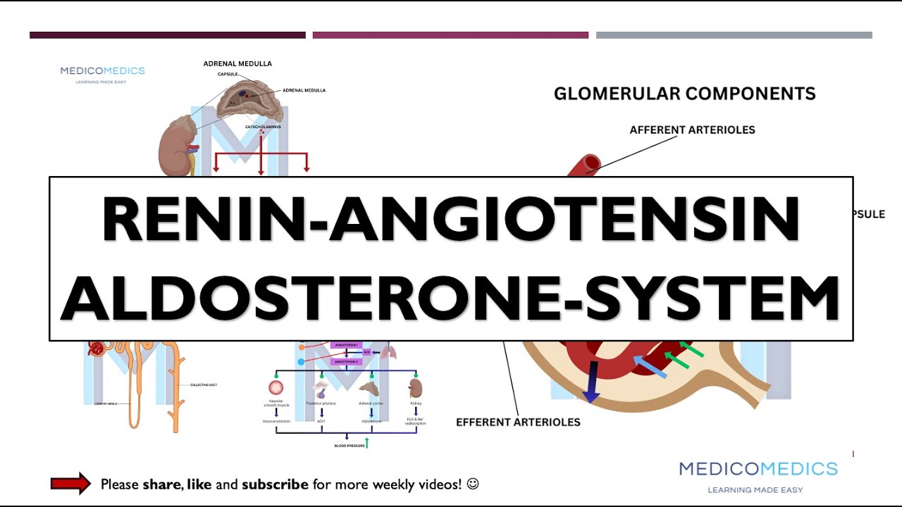 RAAS | Renin-Angiotensin-Aldosterone System Explained - YouTube