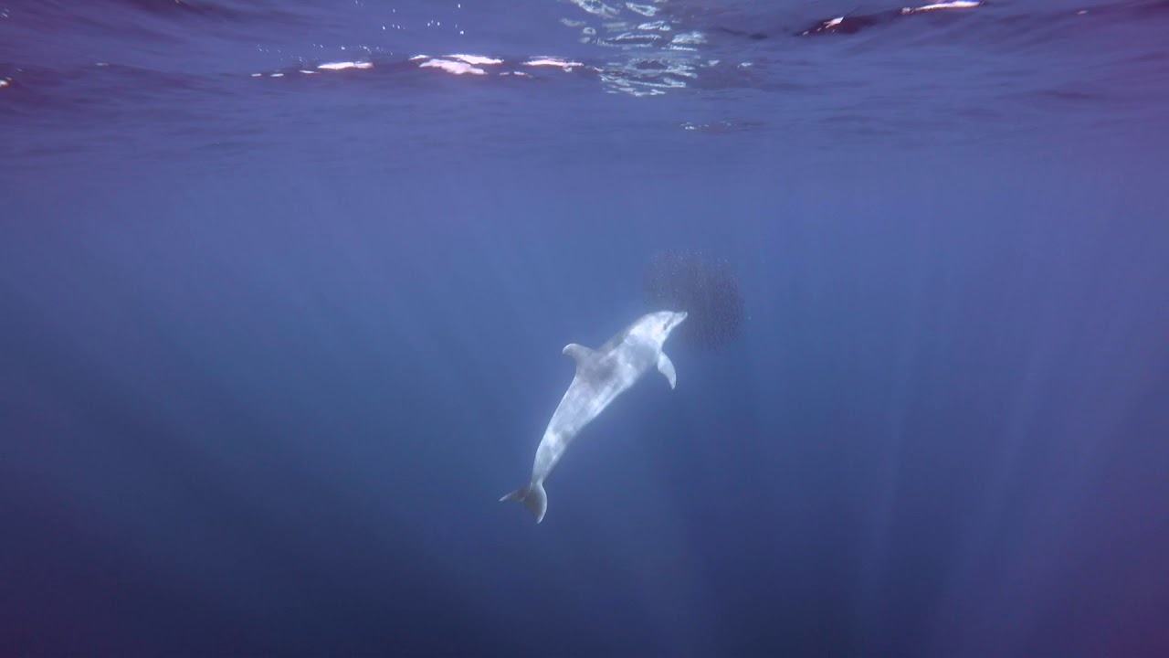 Bottlenose Dolphin Hunting Schooling Fish - YouTube