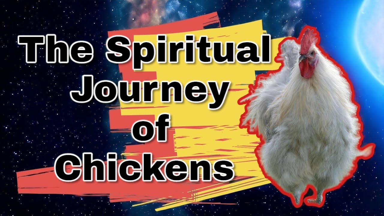 The Spiritual History of Chickens - YouTube