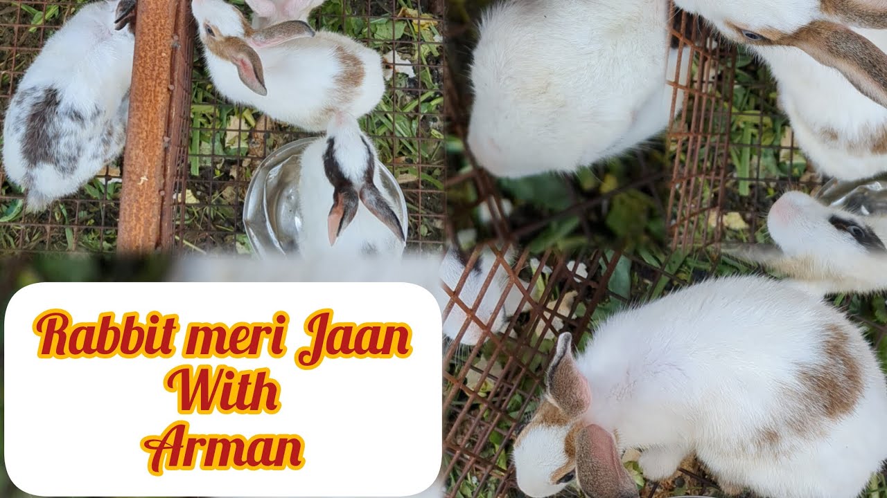 Rabbit mer jaan with Arman | Most cutest animals ever | YouTube viral ...