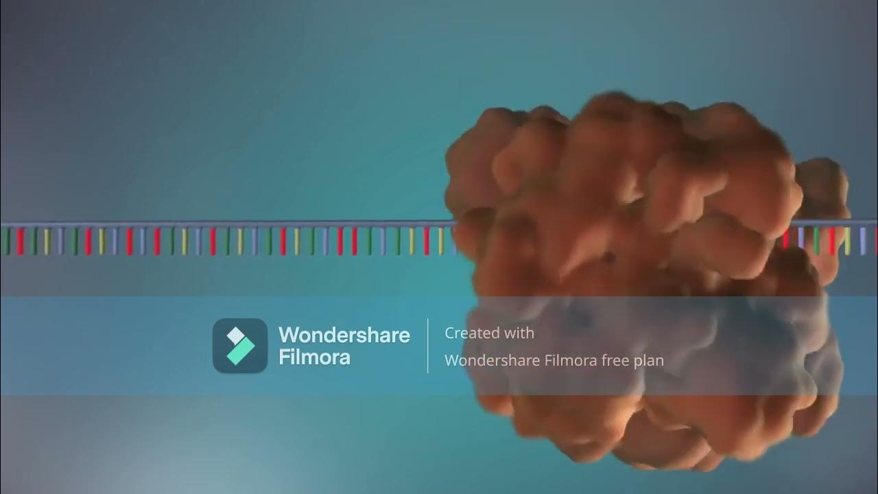 DNA Replication Animation - YouTube