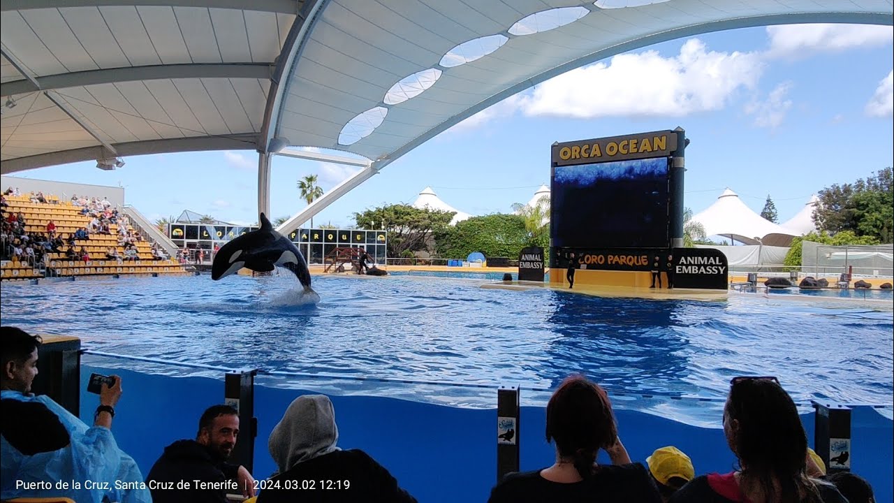 Orca Show, Loro Parque, Santa Cruz de Tenerife, Loro Park - YouTube