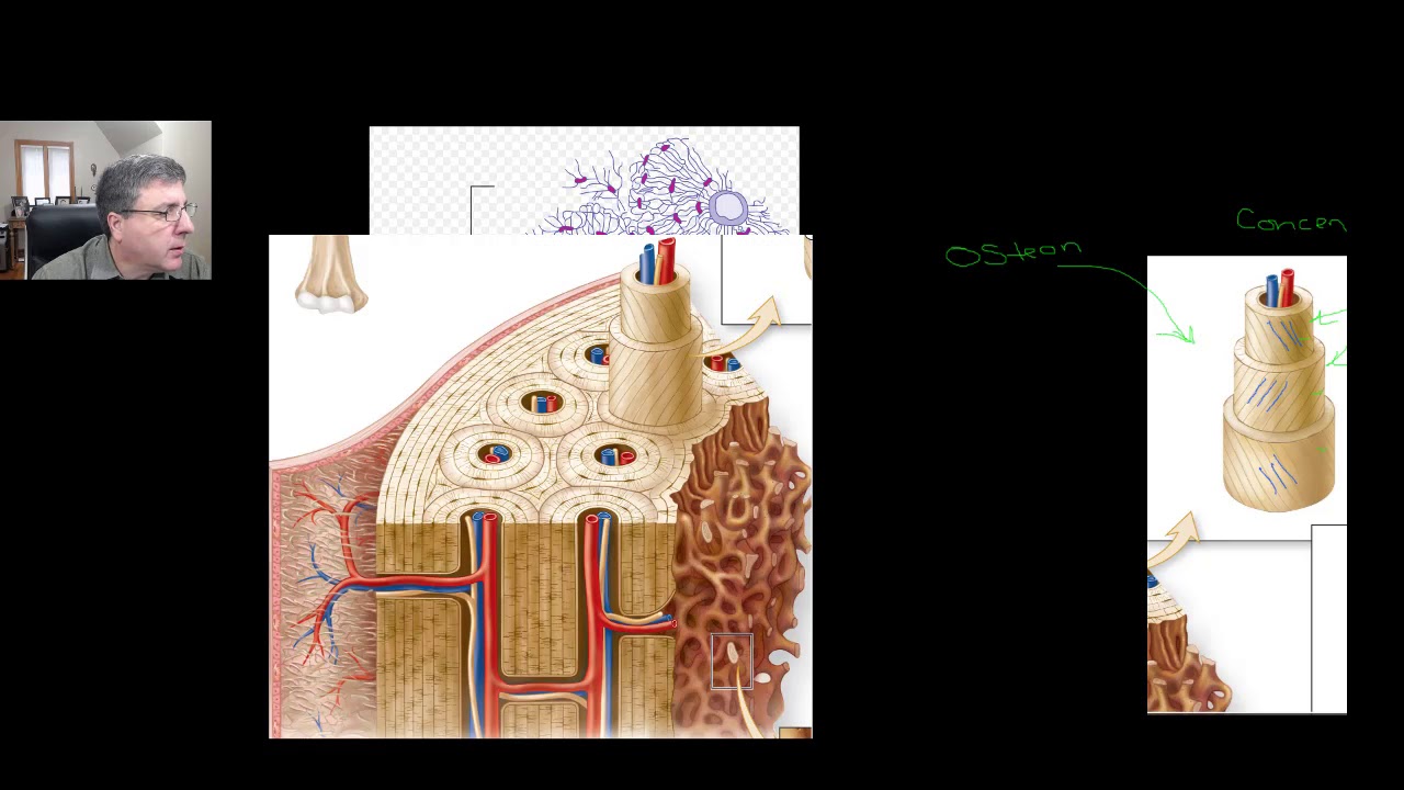 Anatomy Skeletal 8 Osteon - YouTube
