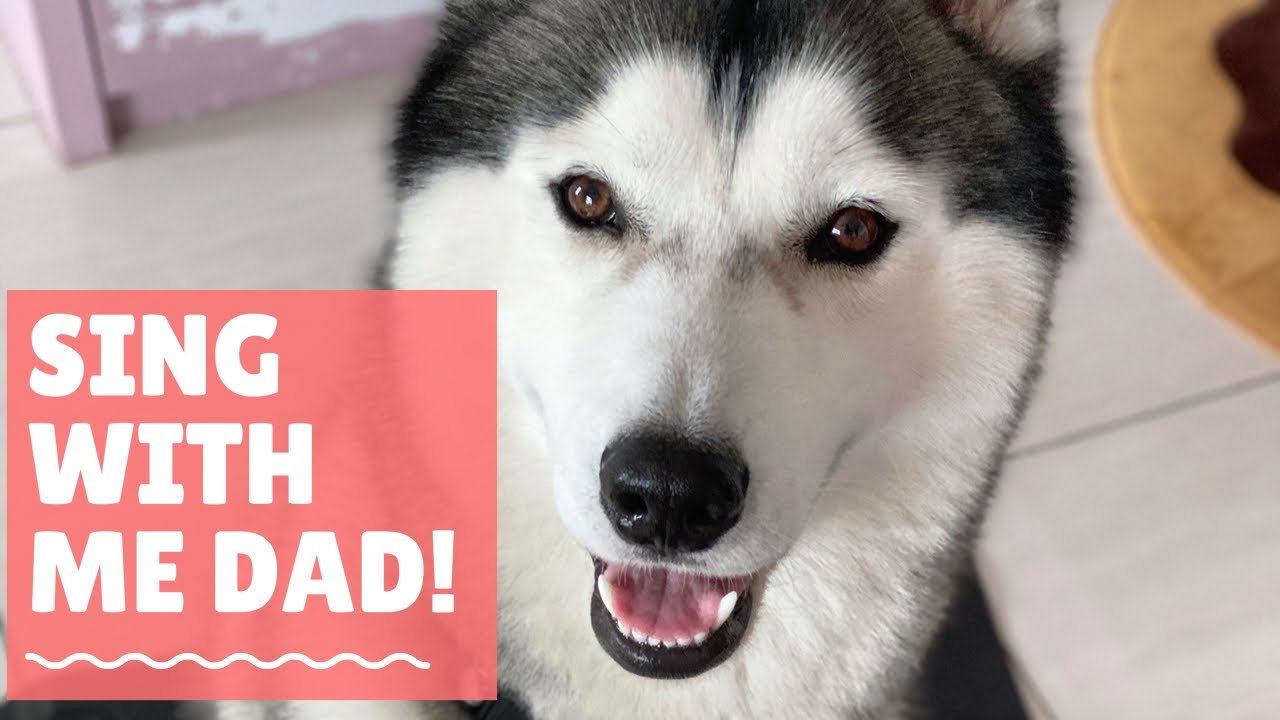 Singing Husky - My Husky Wakes Us Up By Singing - YouTube