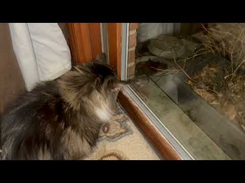 Sweet Siberian cat loves watching her friend mouse every night through window