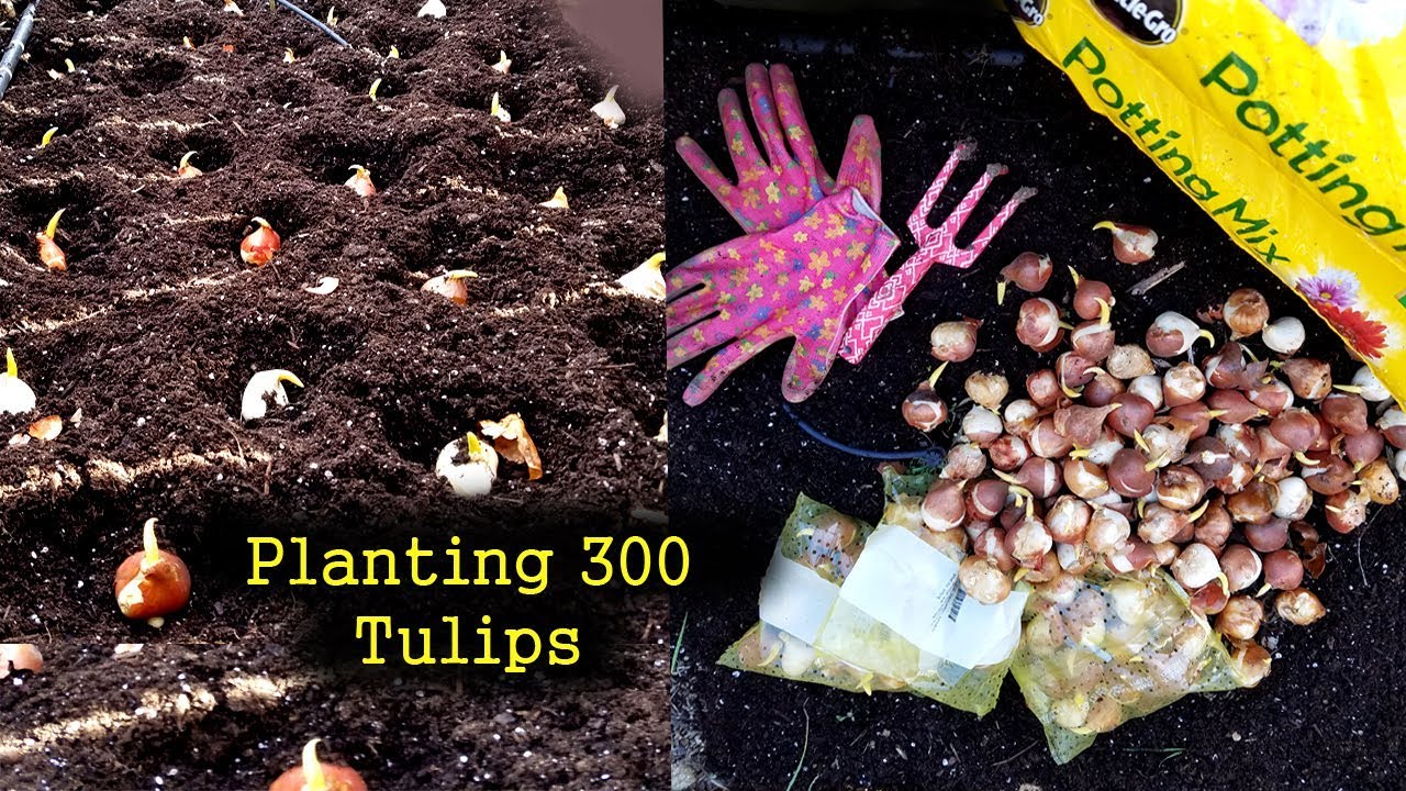 Planting 300 Tulip Bulbs - YouTube