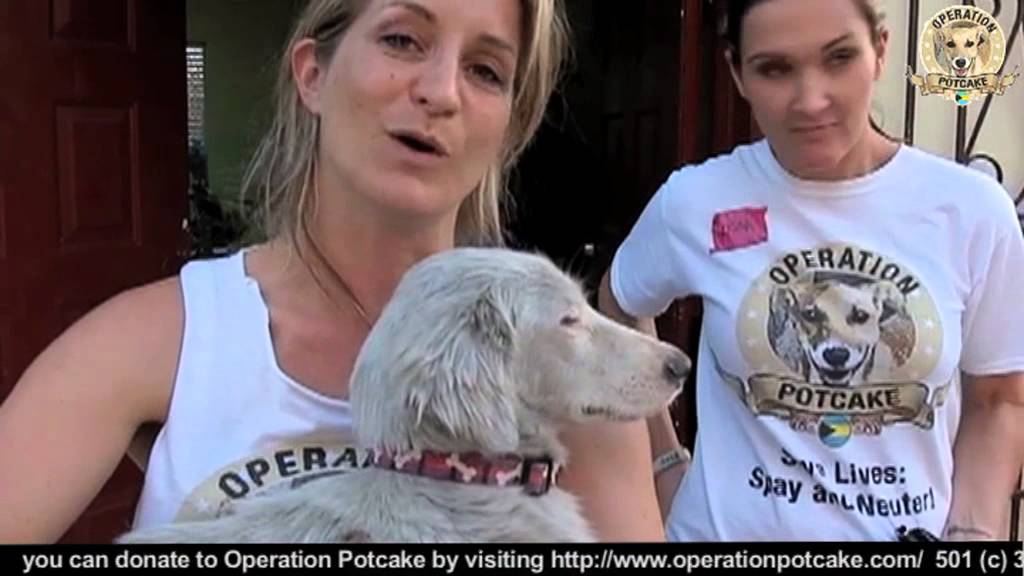 Operation Potcake dog finds home - YouTube