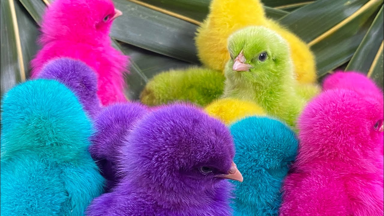 Catching Chickens Colorful, Rainbow Chickens, Cute Chickens,, Rabbit ...