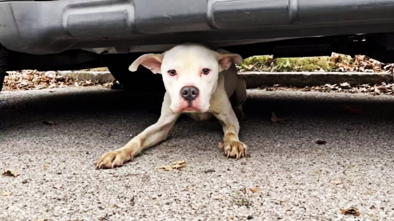 Stray Dog Living Under Car Waited Weeks For Someone To Find Him - YouTube