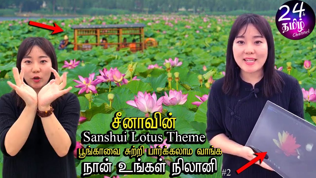 சீனாவில் இவ்ளோ வகை தாமரைகள் இருக்கா!?😍 நிலானி🤩| Amazing Sanshui Lotus ...