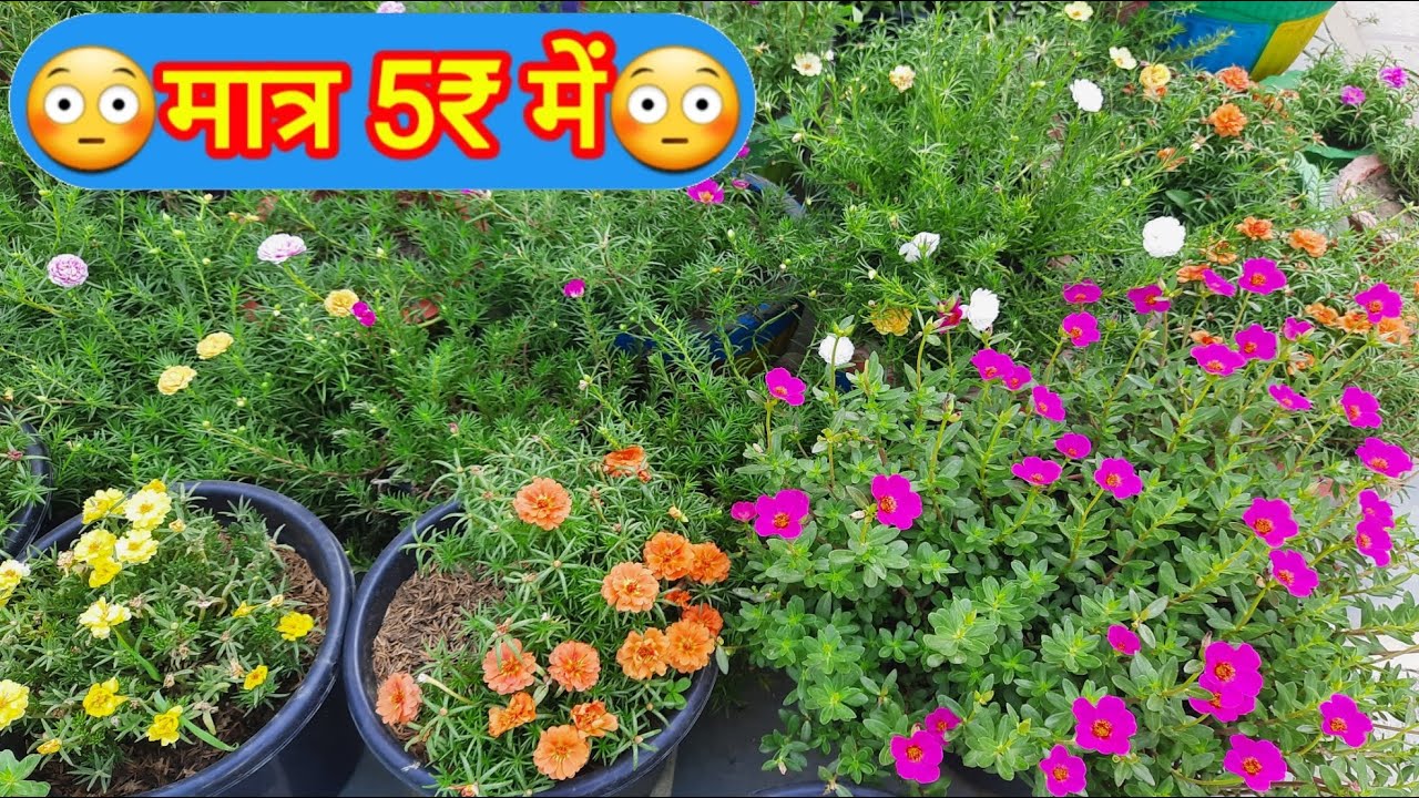 💐how to grow portulaca💐grow & care moss rose flower💐 - YouTube