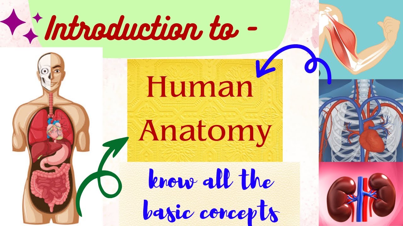 Human anatomy-subdivisions, nomenclature, planes easily explained - YouTube