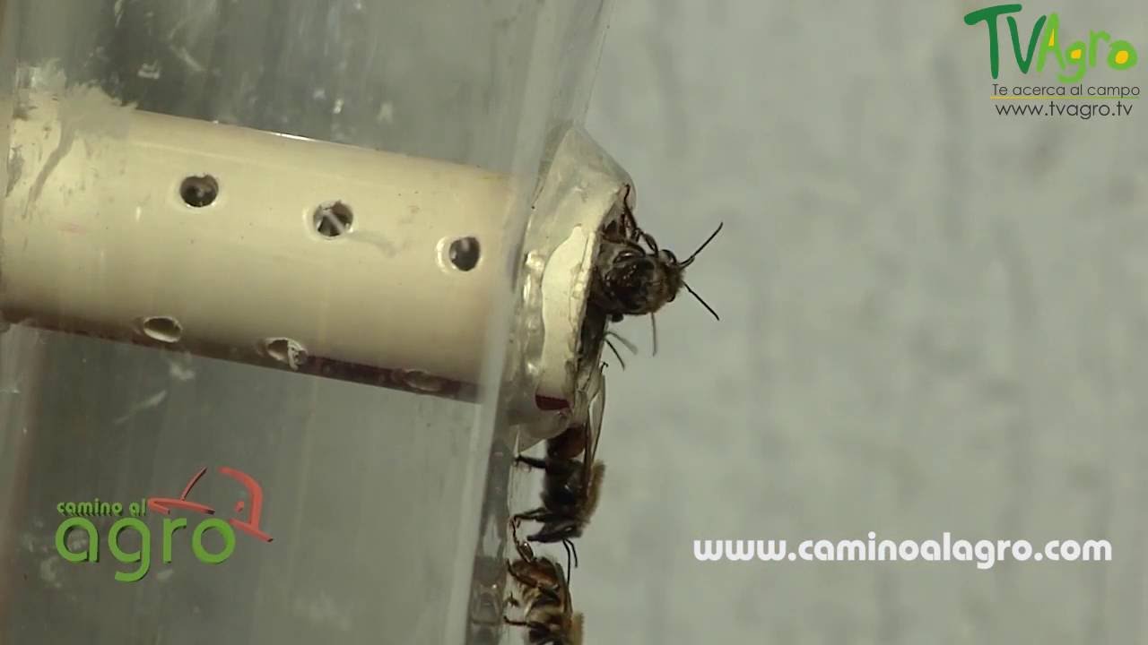 Cómo cóntrolar la Mosca Fóride en los Meliponarios (Phoridae) - TvAgro ...