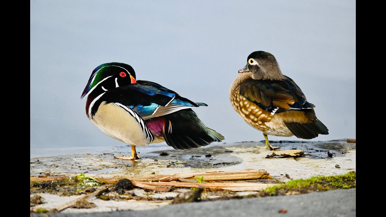One of the Most Colorful and Unique Ducks: Wood Ducks - YouTube