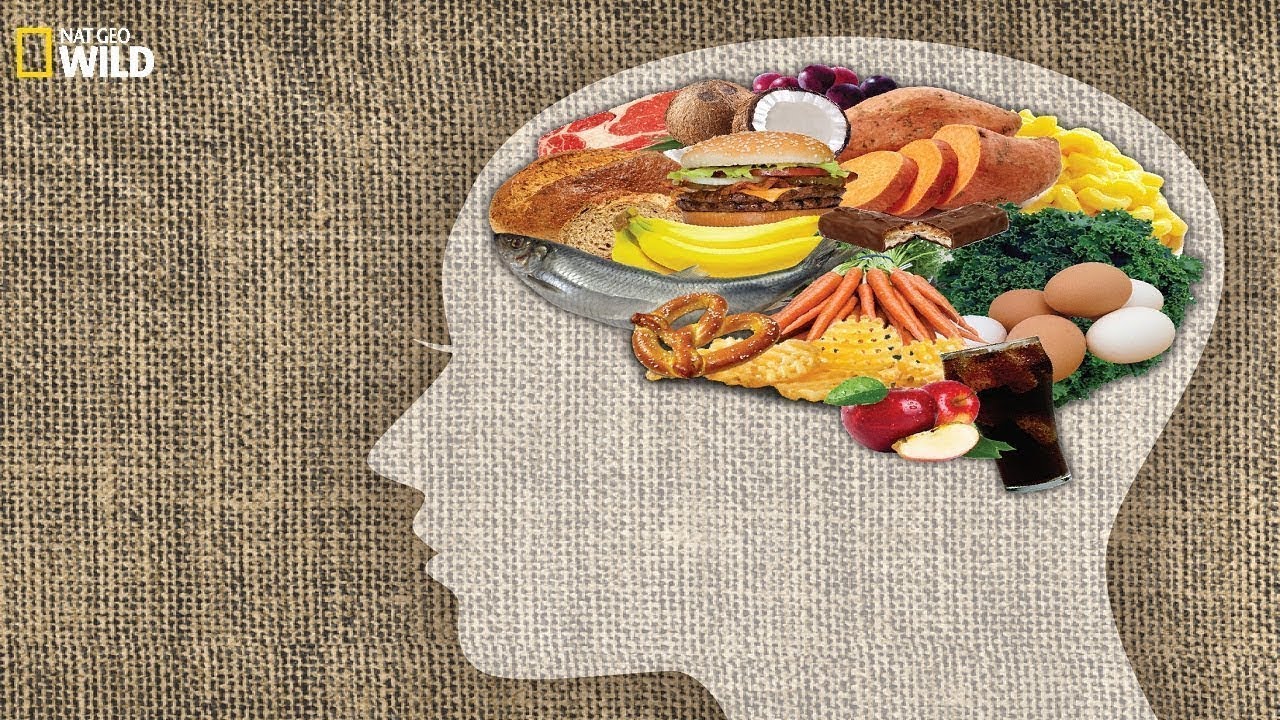 National Geographic Food on the Brain BBC Documentary - YouTube