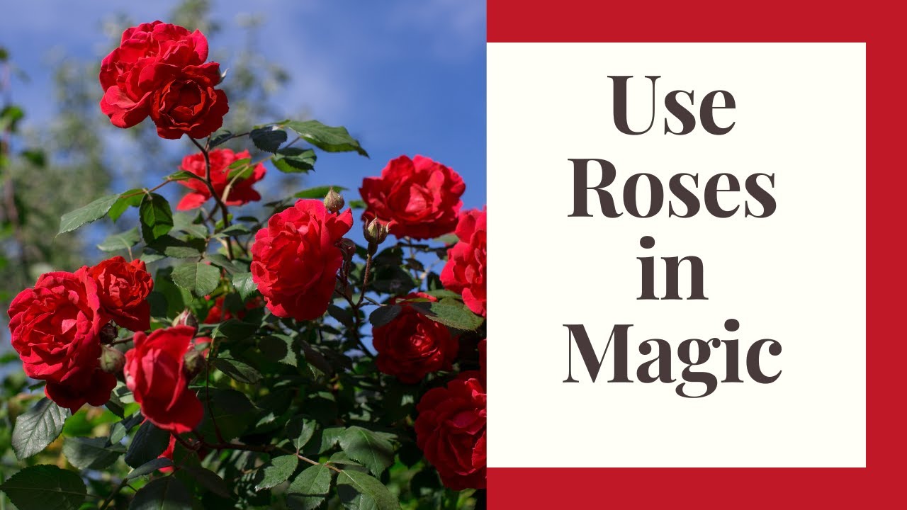 Ways to Use Roses in Magical Spells, Amulets, Self-Care, & Altars - YouTube