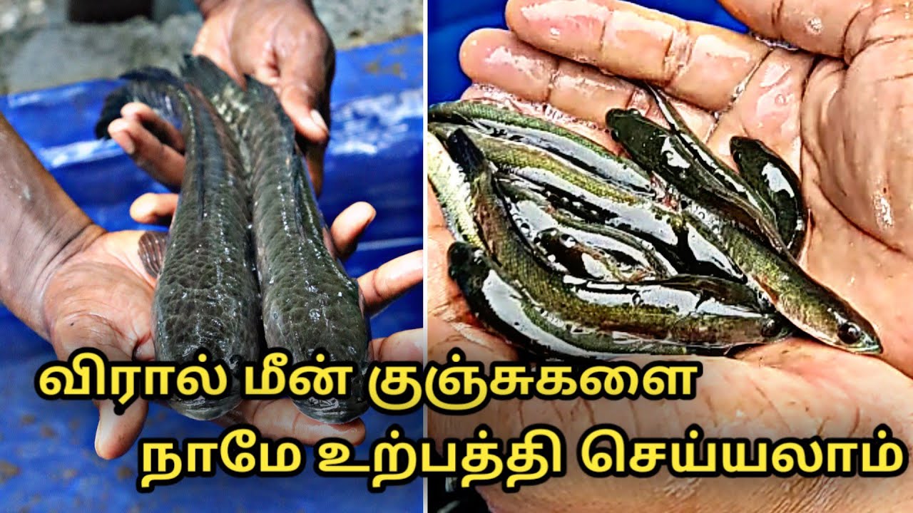 விரால் மீன் குஞ்சுகளை நாமே உற்பத்தி செய்யலாம் || murrel fish farming in ...