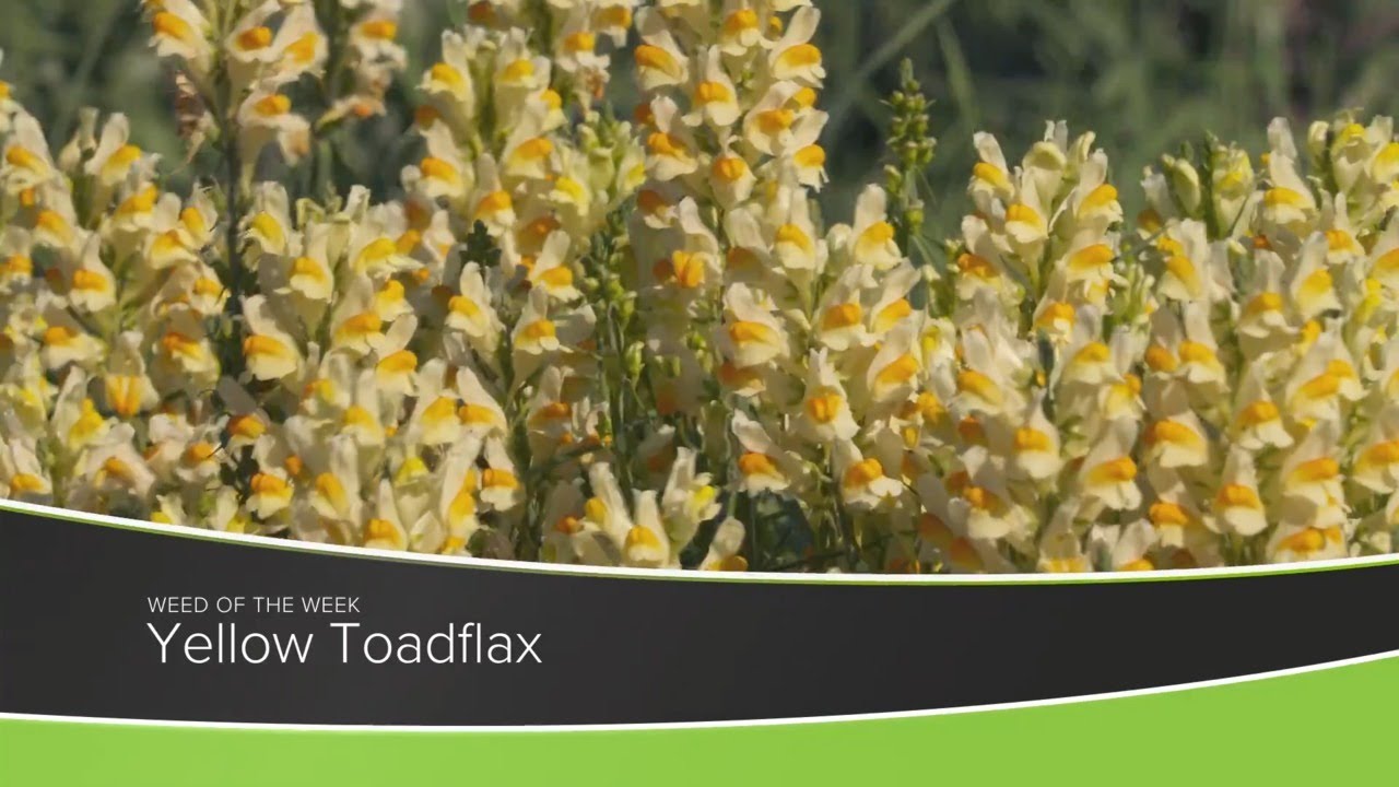 Weed of the Week #1186 Yellow Toadflax (Air Date 12-27-20) - YouTube