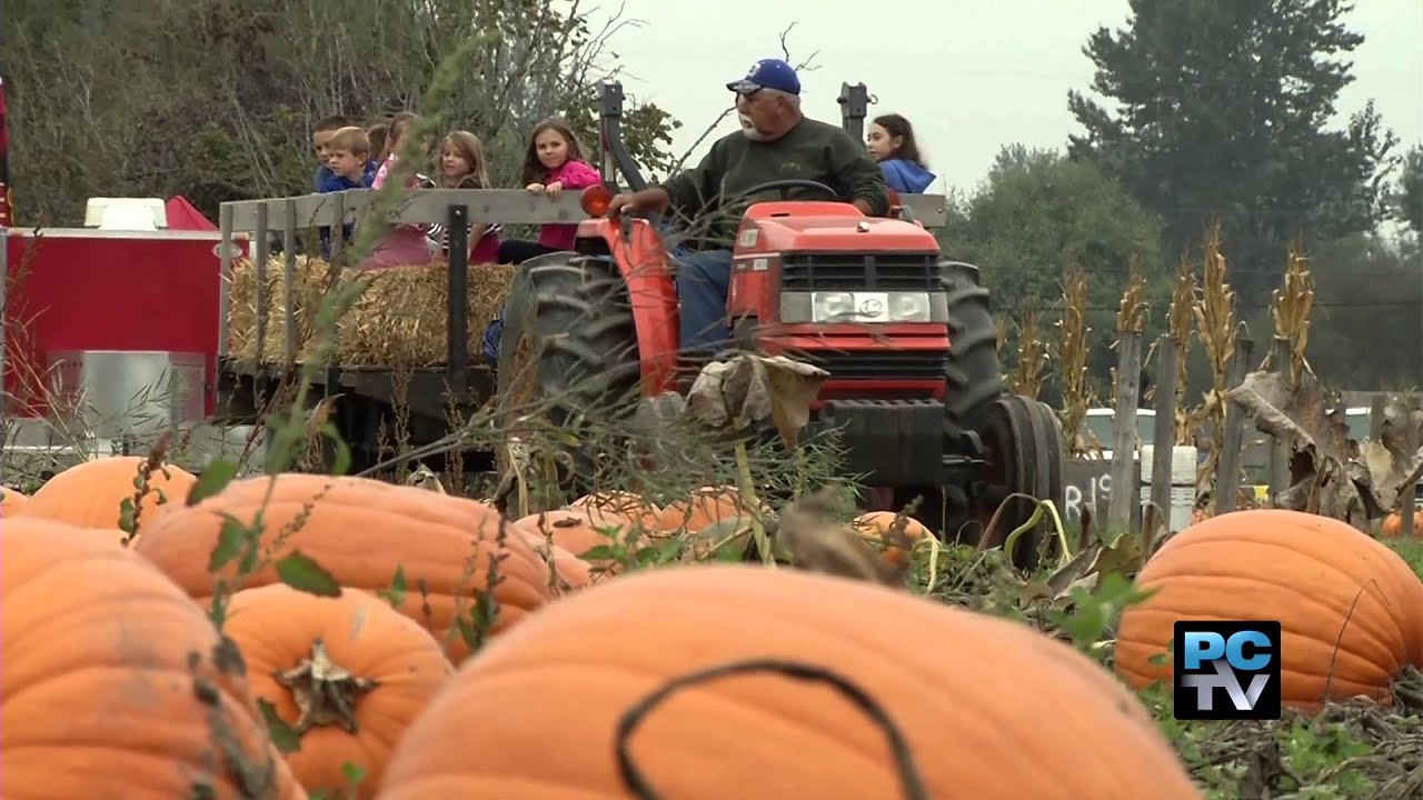 Meet the Farmer: the modern-day pumpkin patch - YouTube