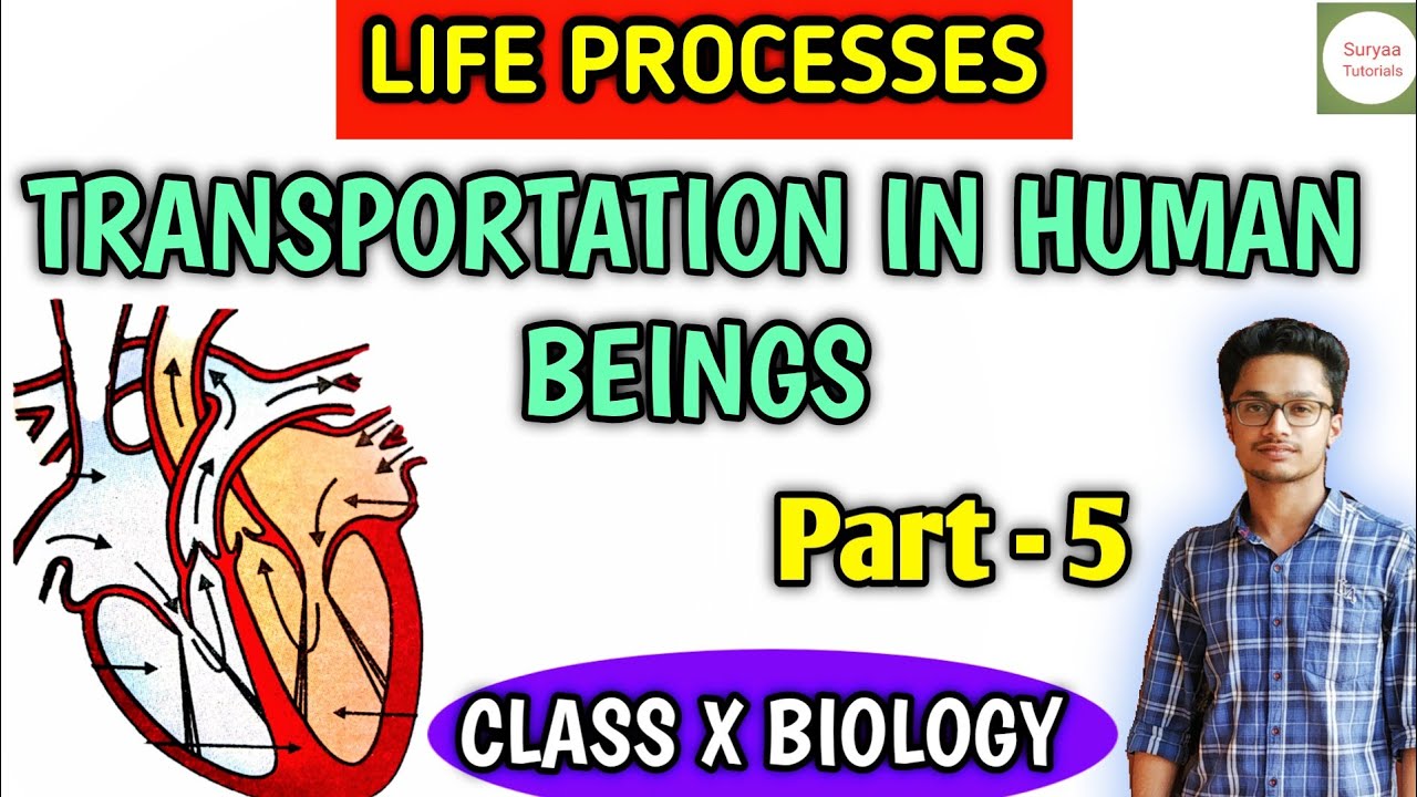 Life Processes Part - 4 Transportation in Human Beings Class 10 Science ...