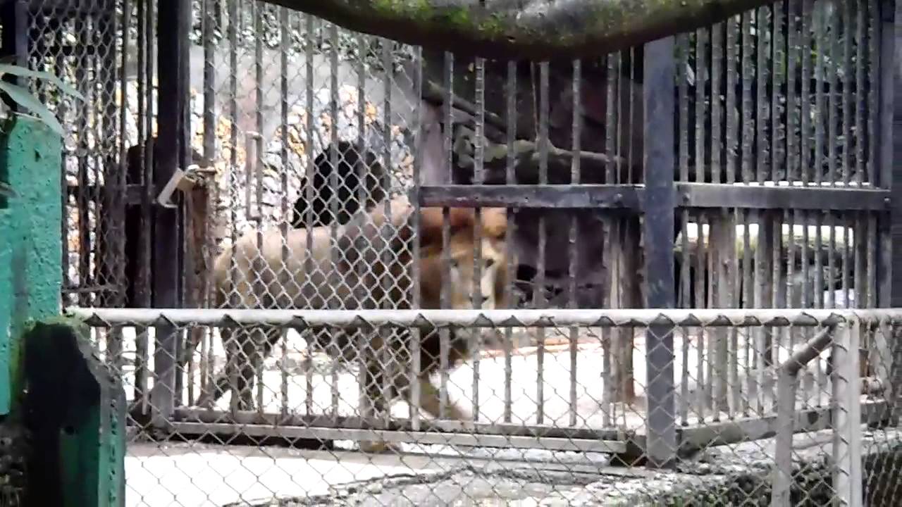 Pacing Lion - YouTube