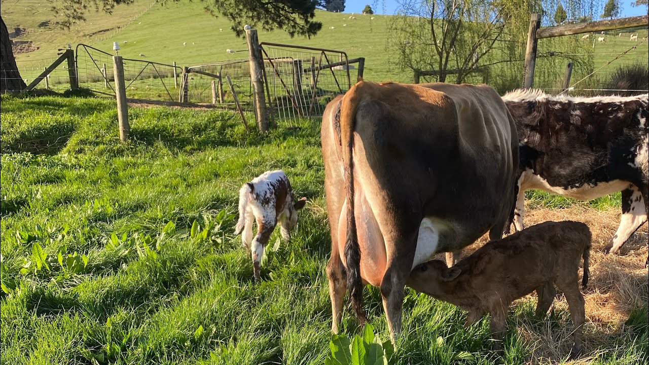 Spring, calves and summer seeds - YouTube