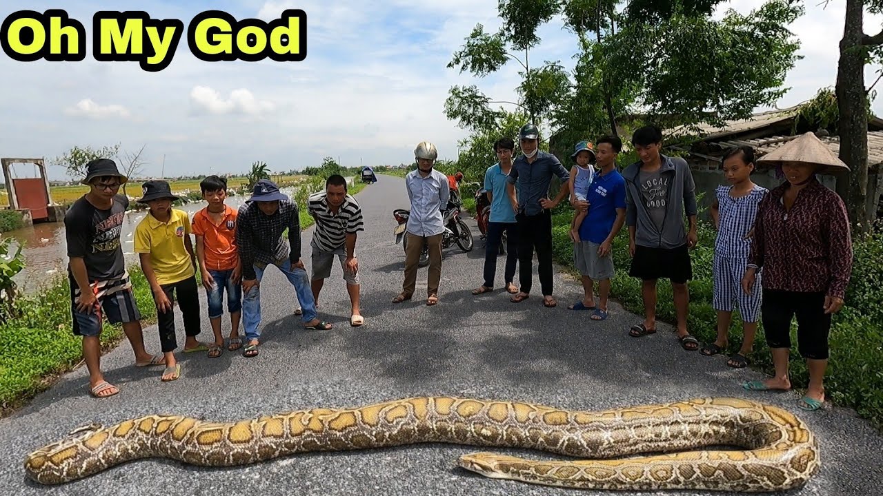 The man panicked when he saw the Giant Snake crossing the road || Giant Snake hunter - YouTube